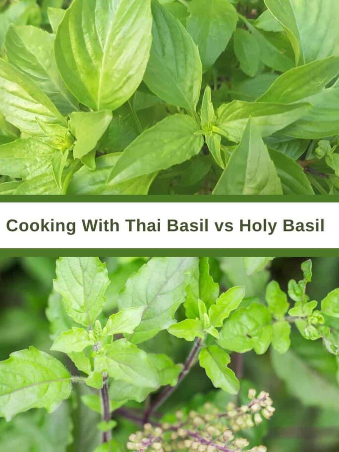 How to Preserve Thai Basil: Easy Recipes Guide - Intentional Hospitality